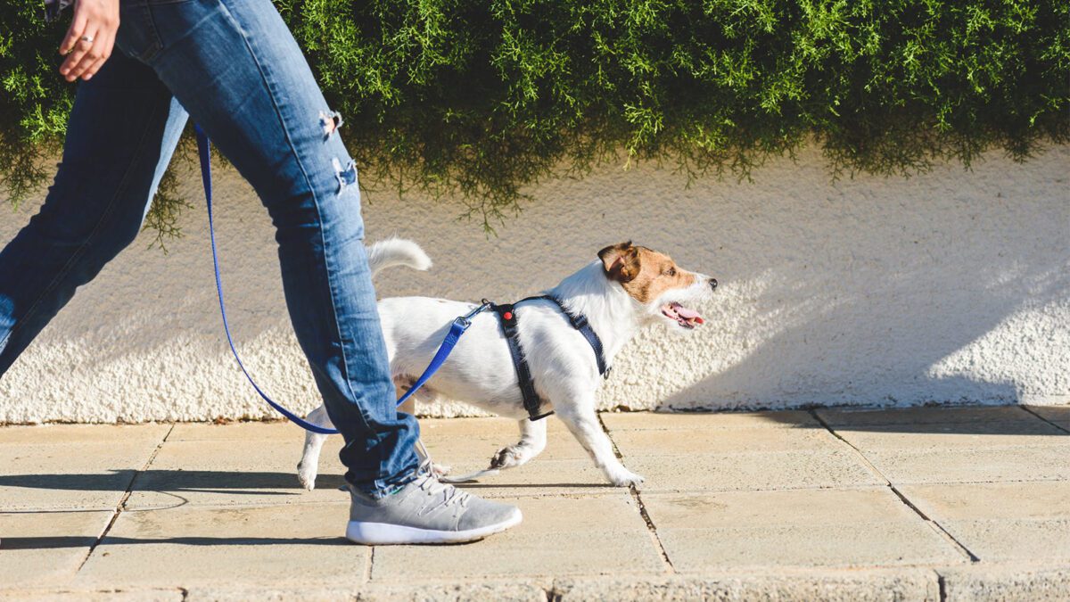 Como passear com seu cachorro com segurança - Lylicas Dog Hotel